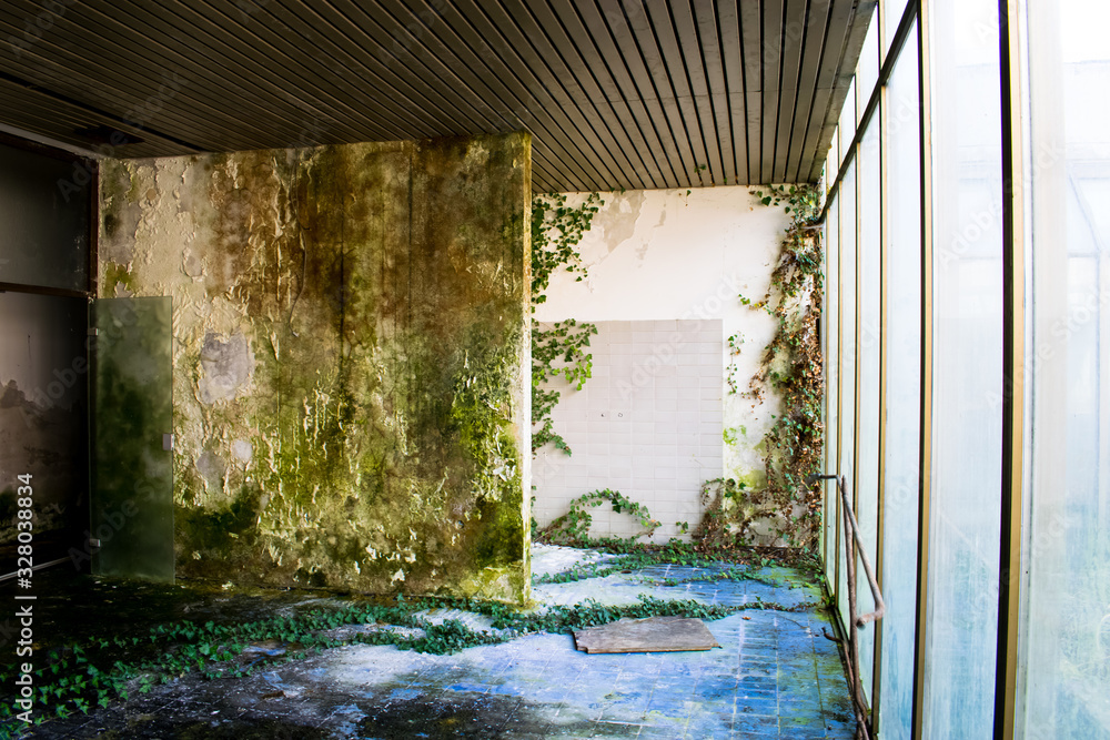 Poison ivy growing on a mossy wall. Big windows. Blue tiles. Interior ...