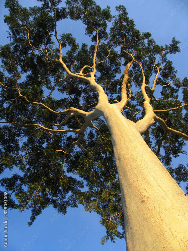 Foto de Tronco de árvore Angico Branco, Mato Grosso do Sul, Brasil do ...
