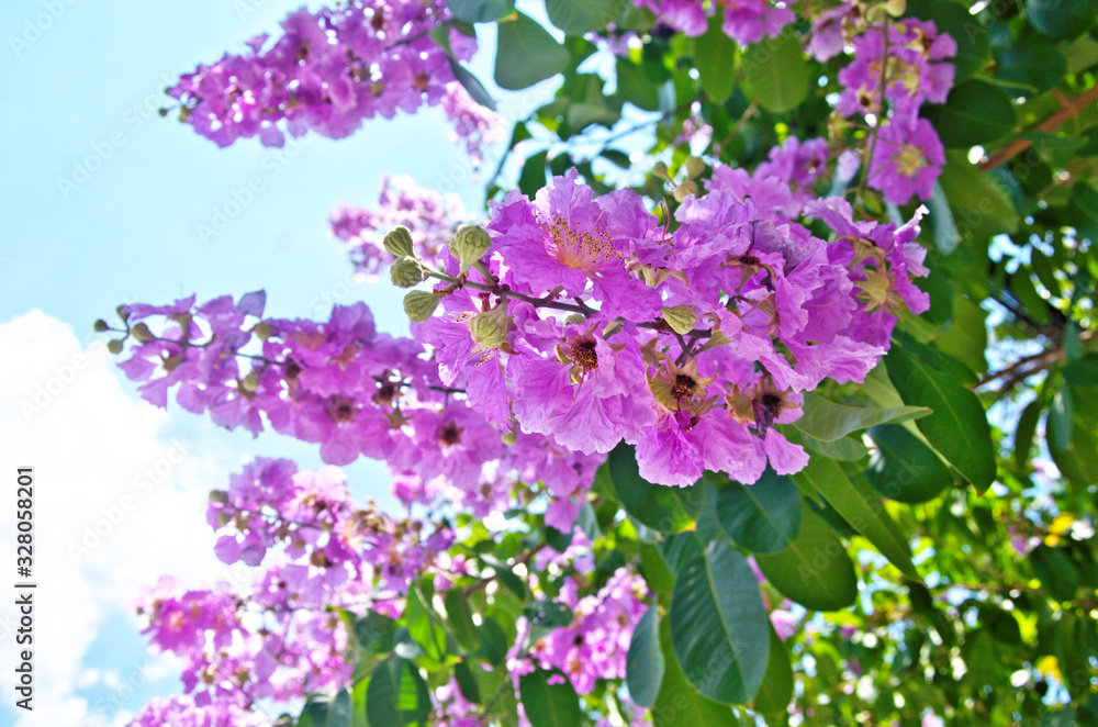 Blooming Thai giant crape myrtle ,Pride of India ,Queen's crepe-myrtle ...