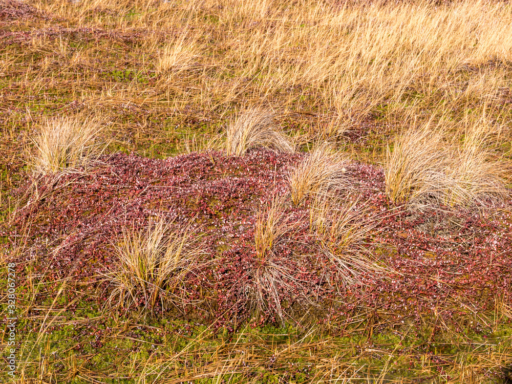 abstract picture with dry texture of marsh grass Stock Photo | Adobe Stock