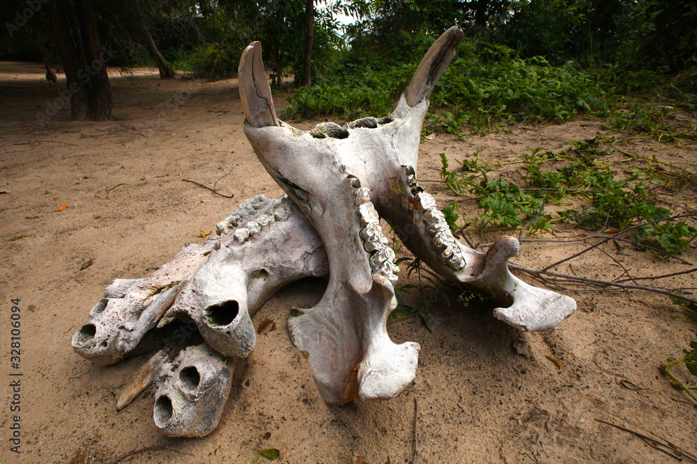 hippo skull in africa Stock Photo | Adobe Stock
