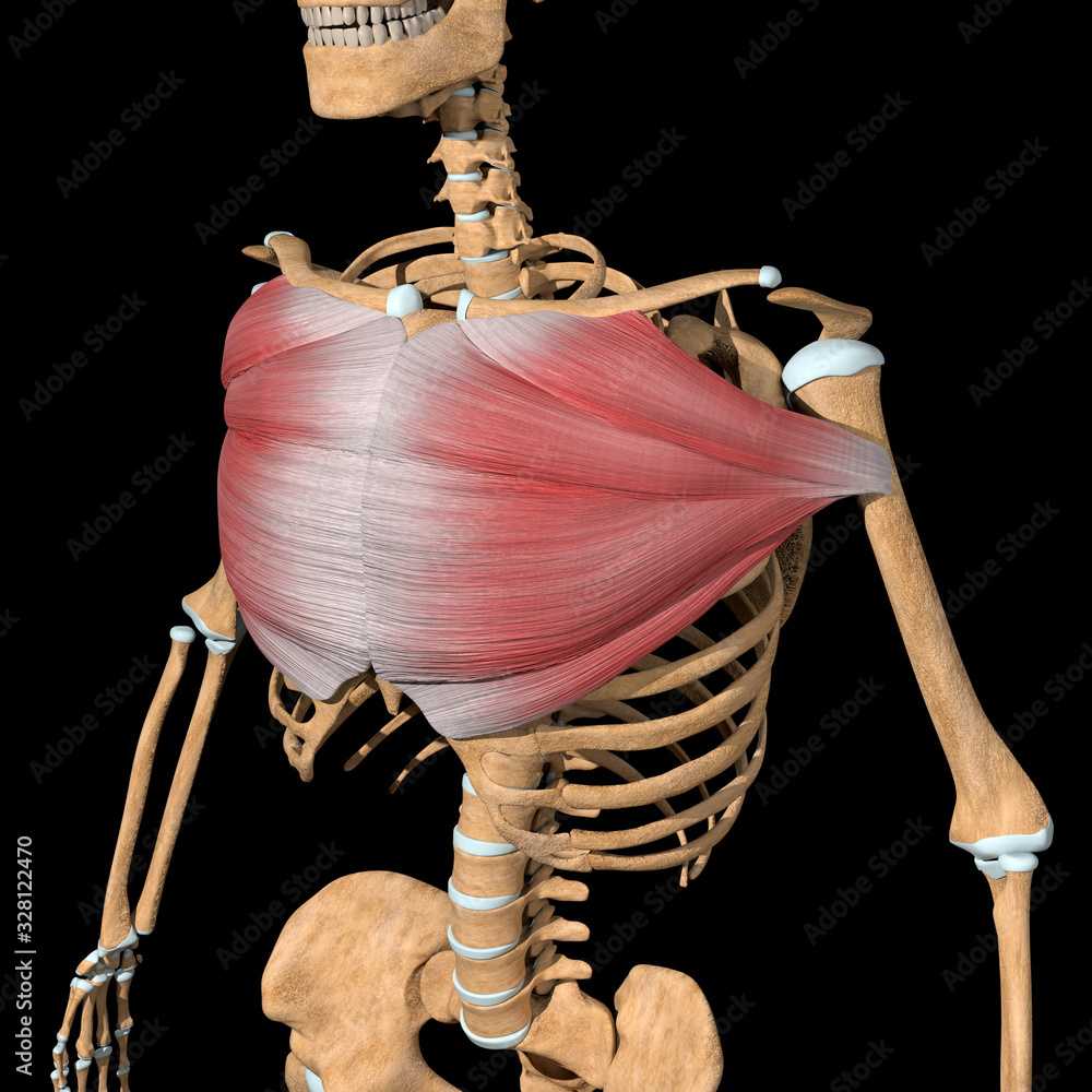 3d Illustration of the Pectoralis Major Muscles on Skeleton Stock ...
