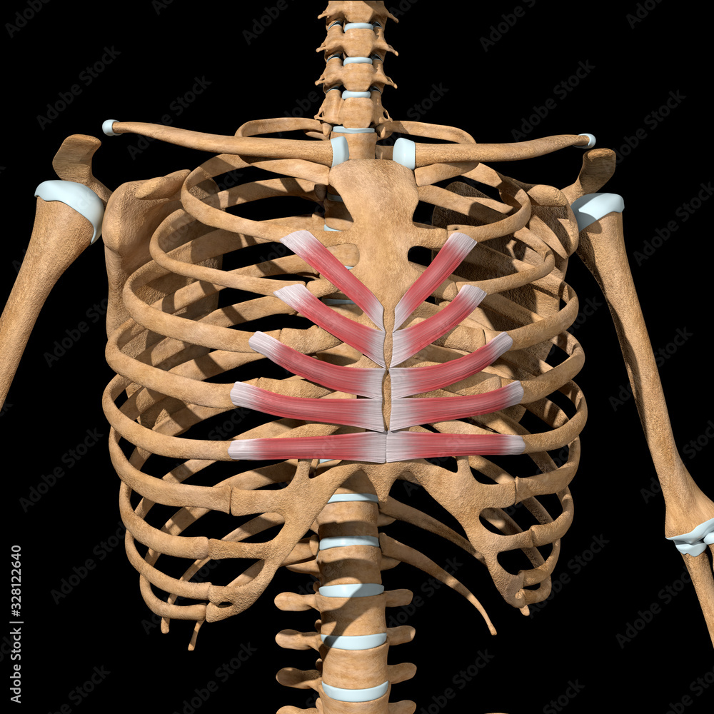 3d Illustration of the Transversus Thoracis Muscles on Skeleton Stock ...
