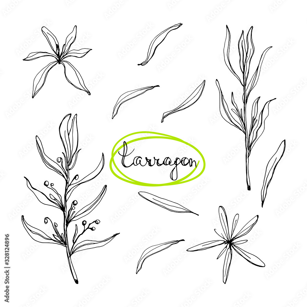 Tarragon sketch. Culinary herbs and salad leaves set. Hand drawn herbs ...