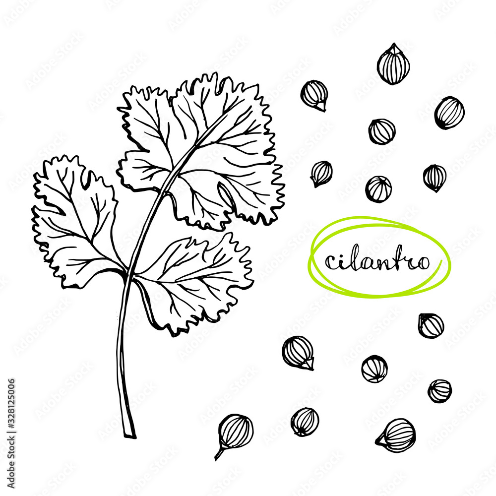 Cilantro sketch. Culinary herbs and salad leaves set. Hand drawn herbs ...