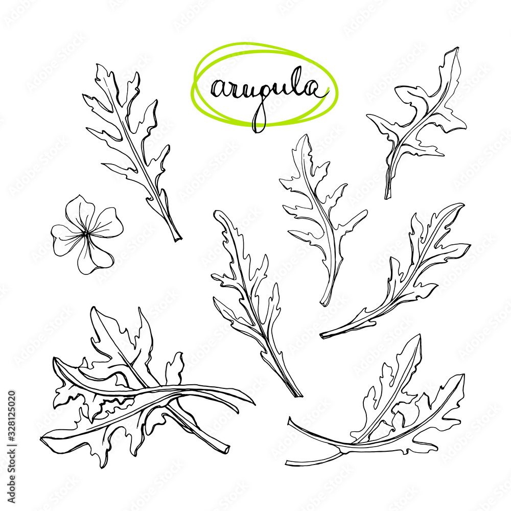 Arugula, rocket salad sketch. Culinary herbs and salad leaves set. Hand ...