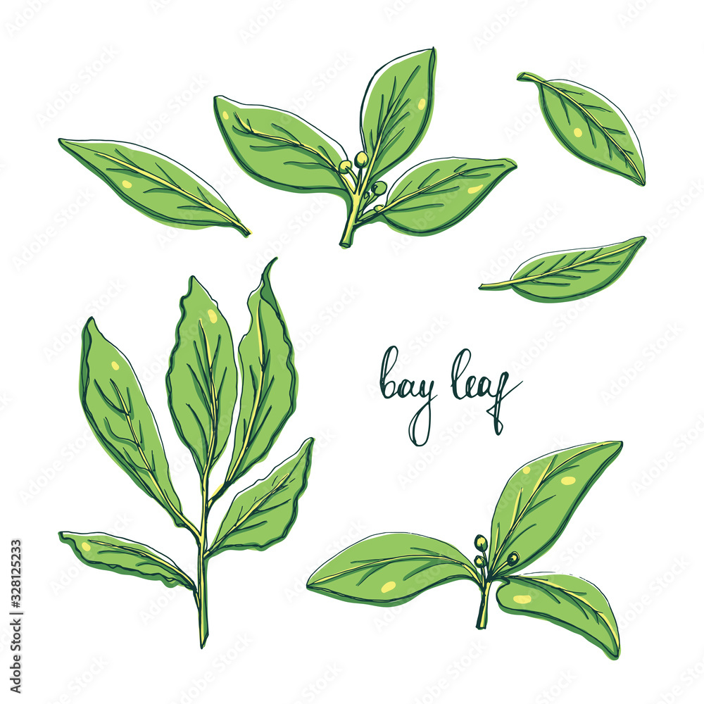 Culinary herbs and salad leaves set. Hand drawn herbs and spices ...