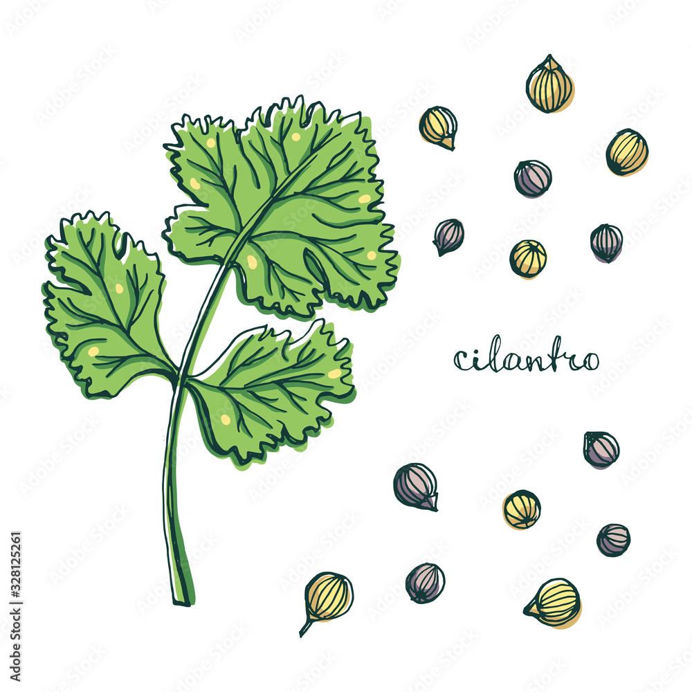 Cilantro sketch. Culinary herbs and salad leaves set. Hand drawn herbs ...