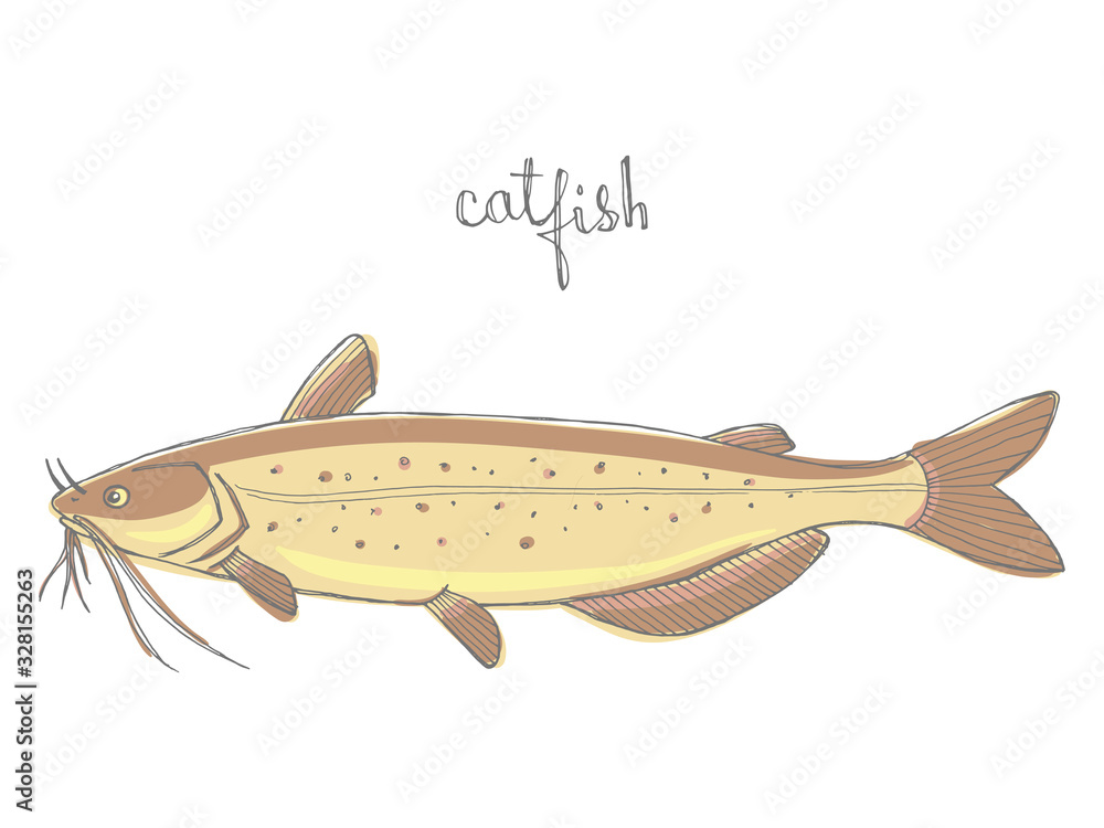 Catfish. Seafood design elements. Seafood / fish menu, poster, label ...
