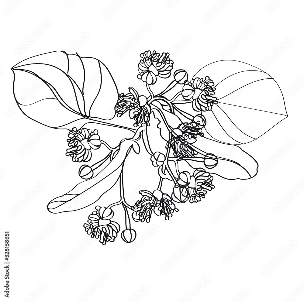 Vector outline drawn linden flower illustration. Vector lime tree ...