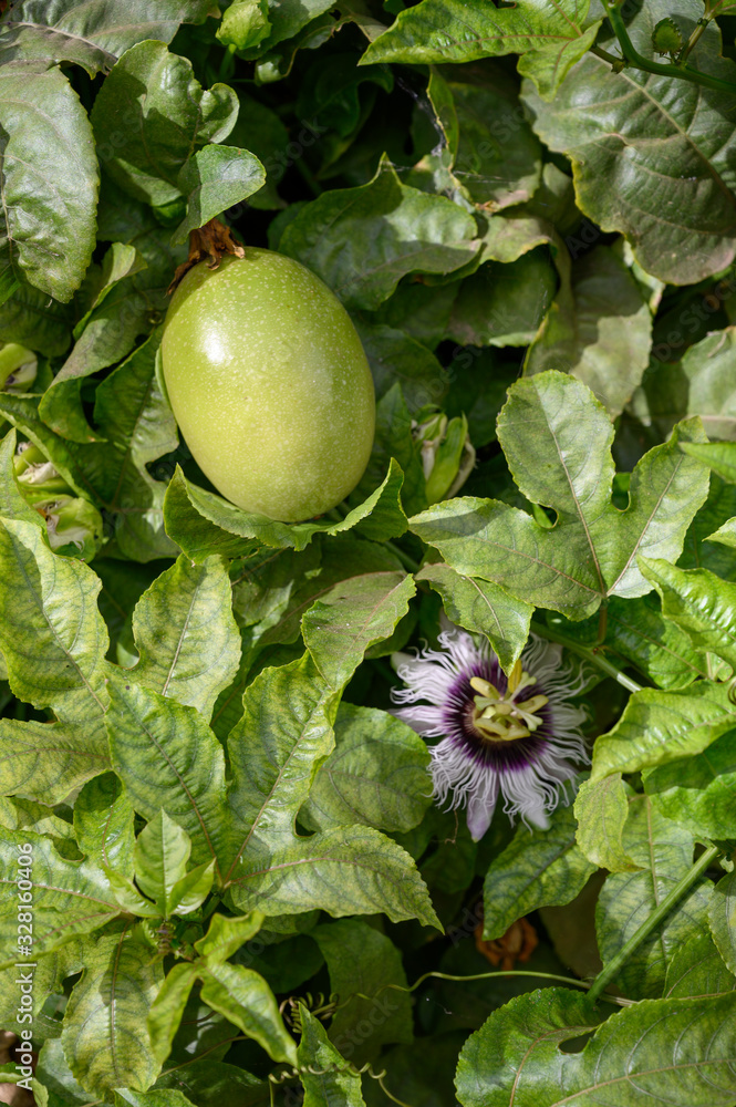 Passoin fruit growing on passiflora plant, ingredient for cocktails and ...