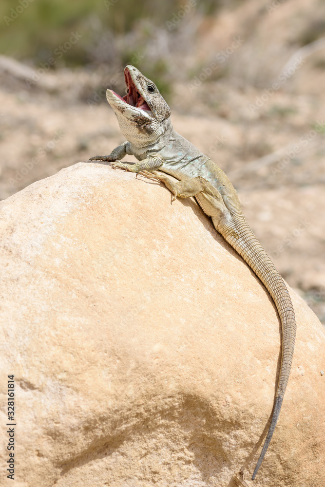 Adult male Sierra Nevada Ocellated Lizard (Timon nevadensis) Stock ...