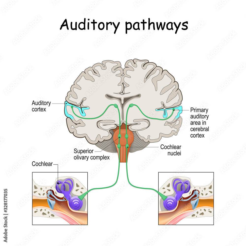 auditory pathways from cochlea in ear to cortex in brain. Stock Vector ...