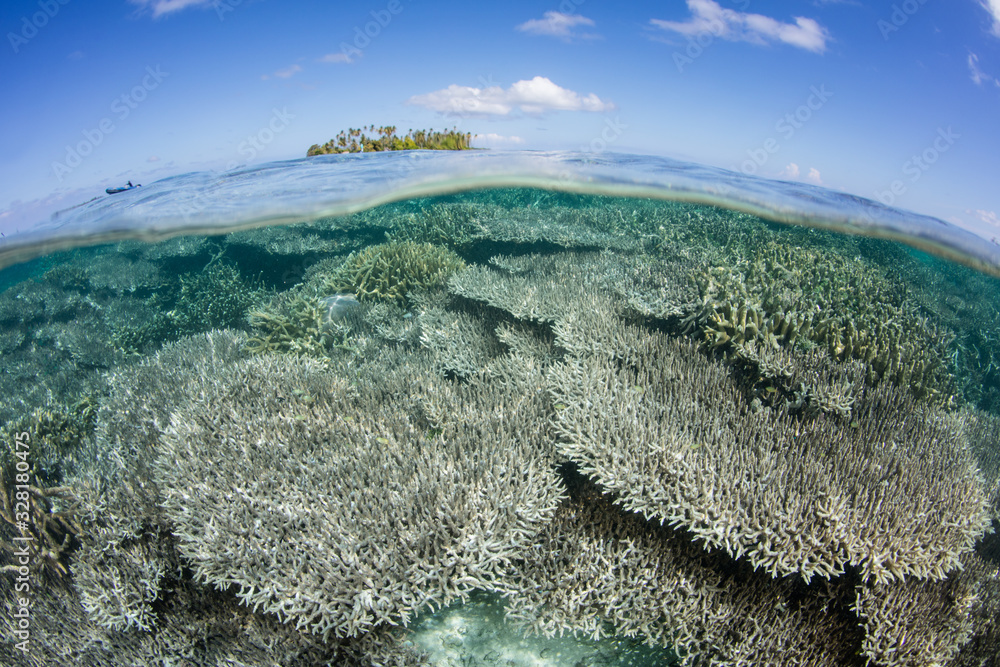Fotka „Healthy coral reefs fringe remote islands amid the Halmahera Sea ...