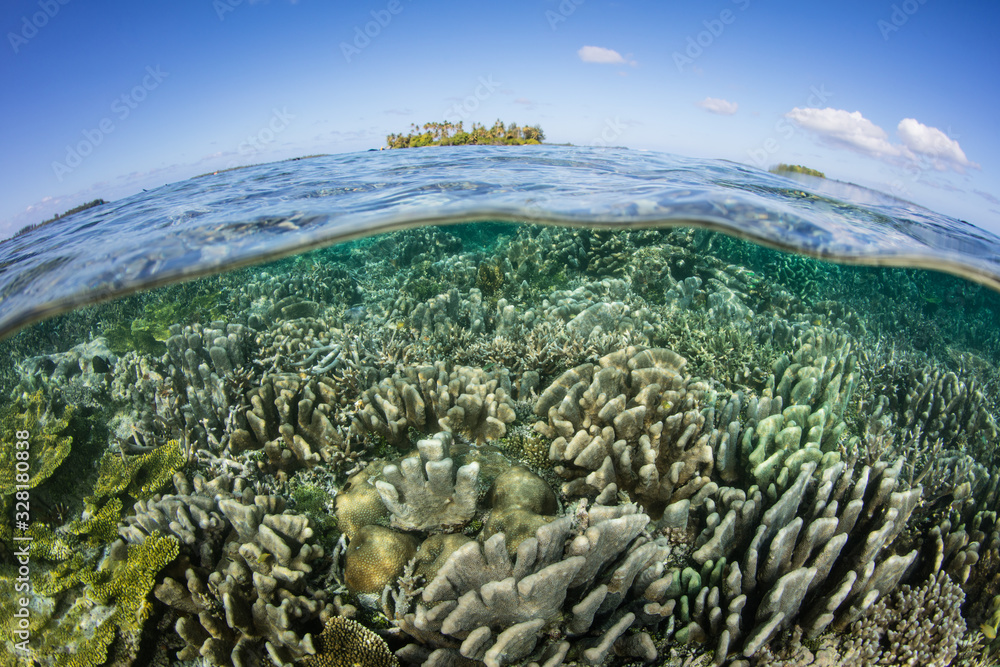 Healthy coral reefs fringe remote islands amid the Halmahera Sea ...