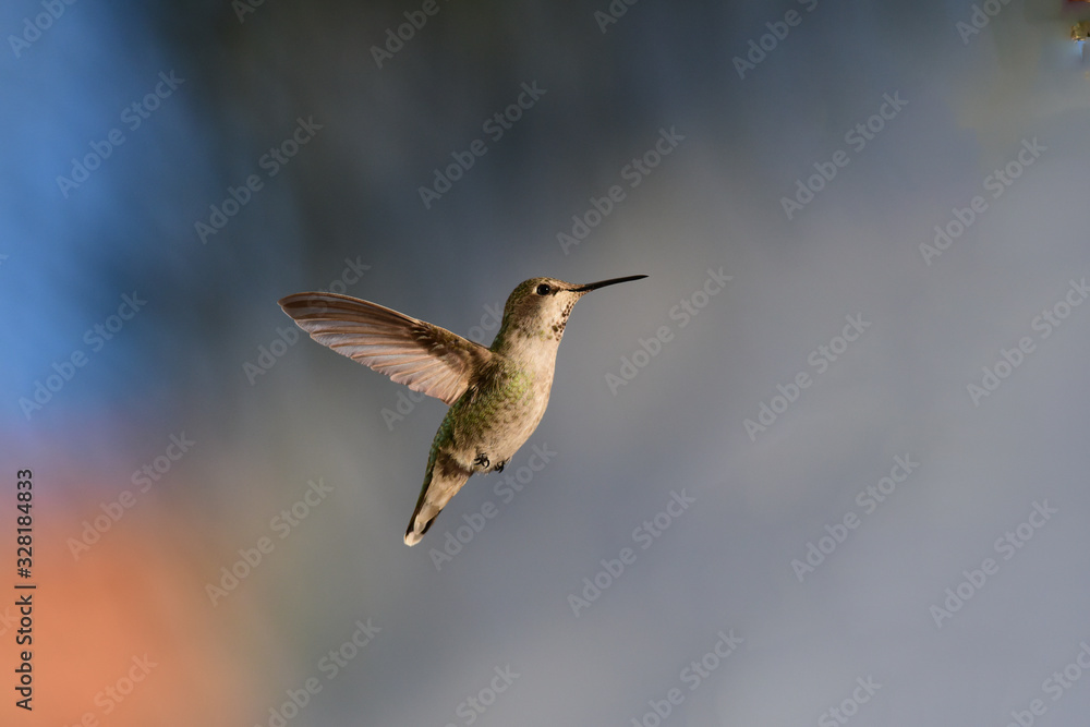 Colorful hummingbirds in flight and feeding during the spring Stock ...