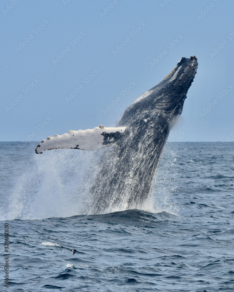Fotografia do Stock: A humpback whale jumps out of the ocean in a ...