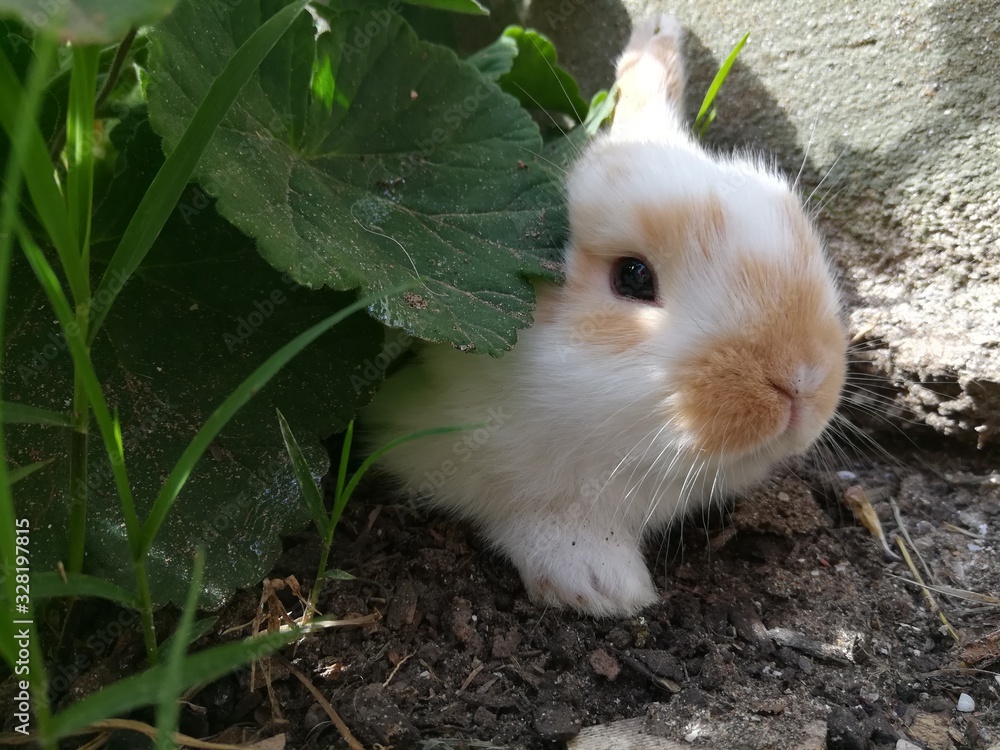 Oryctolagus cuniculus, Conejo común bebe blanco y beige descansando ...