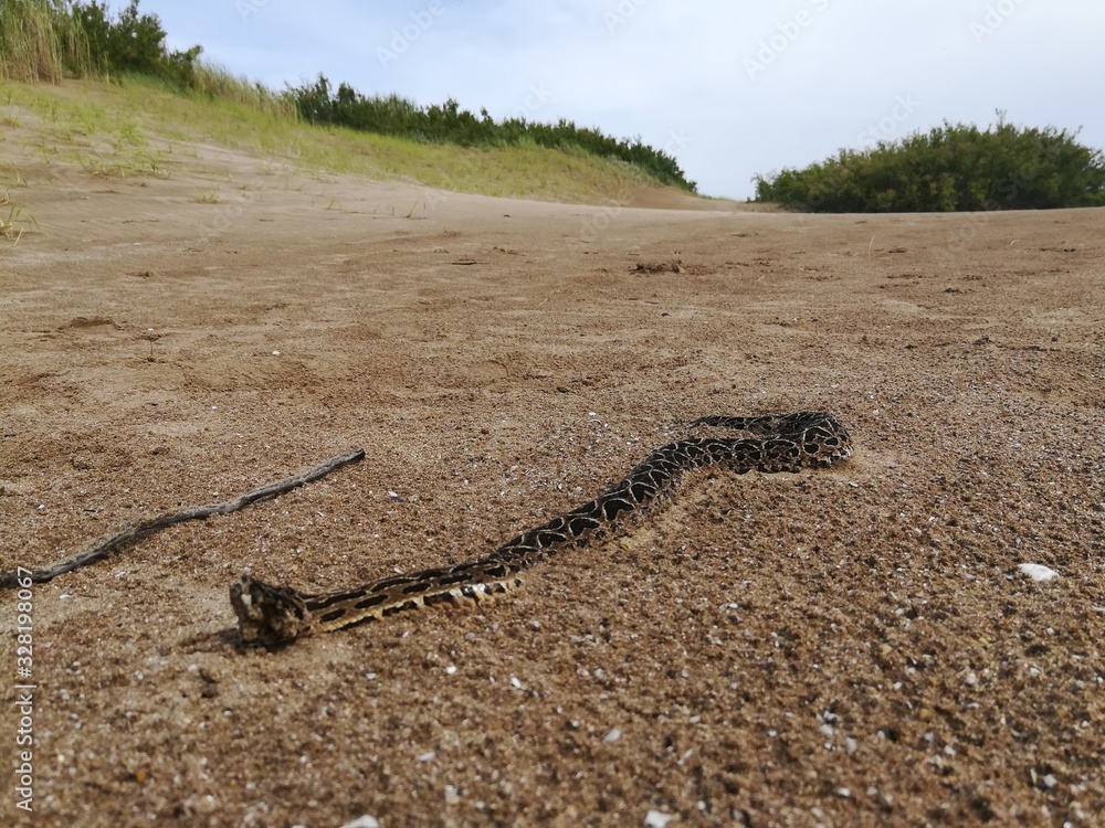 Yarará (Bothrops alternatus) recorriendo la arena en una playa entre ...
