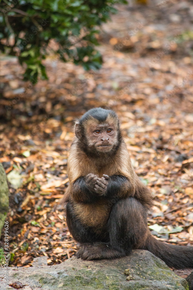 Capuchin Monkey, Tufted Capuchin, South America Primate Wild Animal ...
