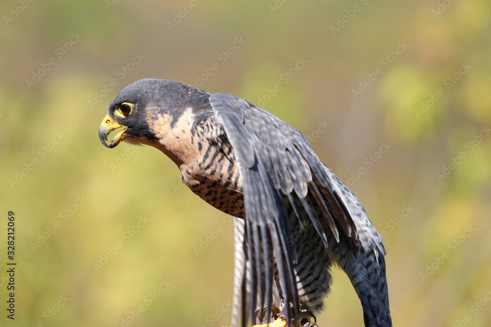 Majestic peregrine falcon with wings spread side view Stock Photo ...
