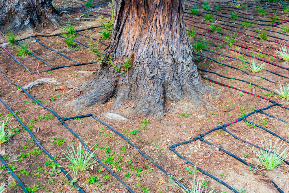 Drip irrigation system installation around mature trees. Stock Photo ...