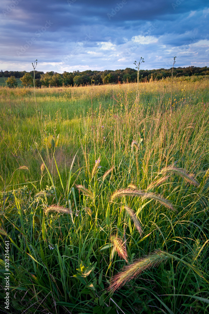 Sunset light on prairie grass seed heads in a restored Midwest prairie ...