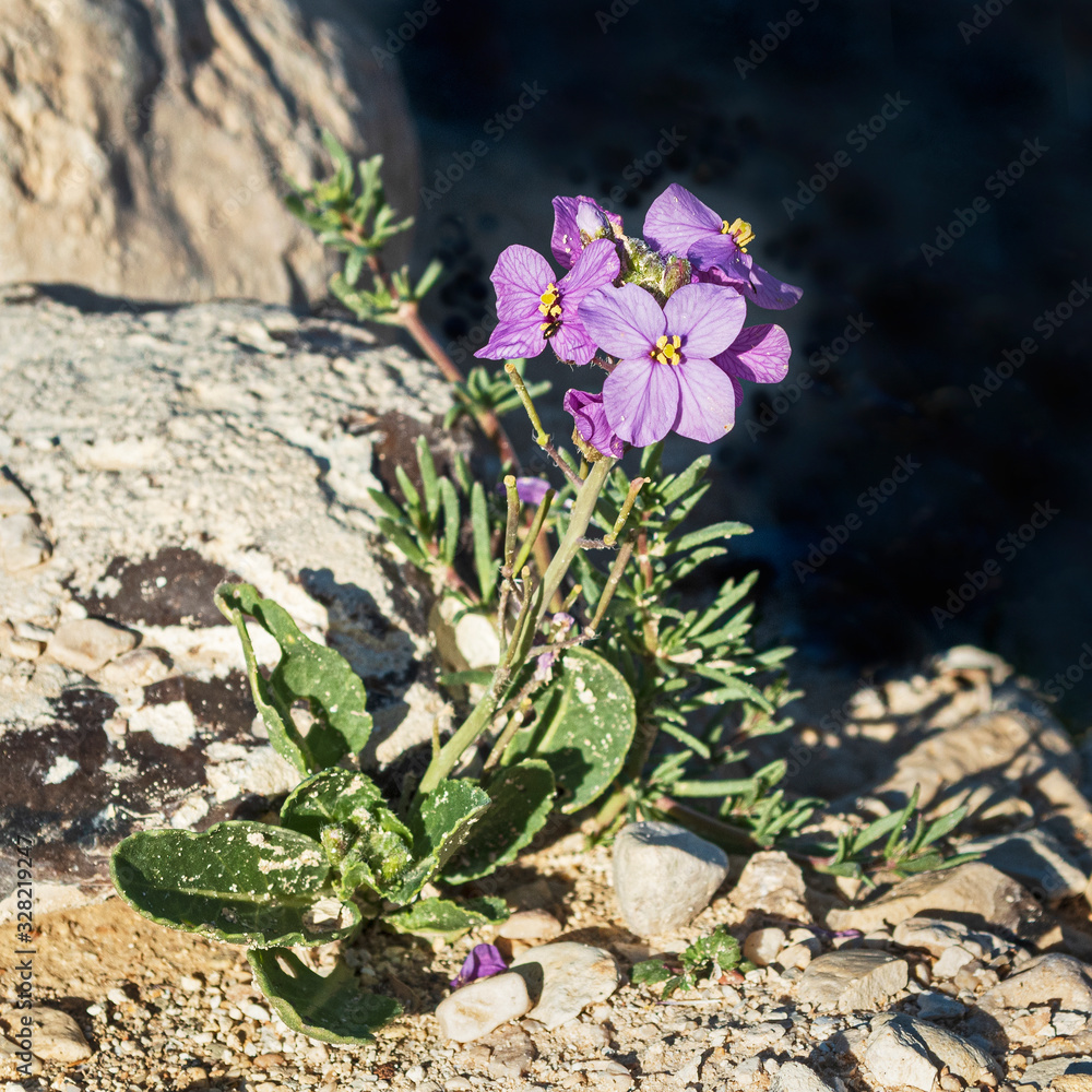 Foto de a small specimen of Diplotaxis acris aka desert rocket blooming ...