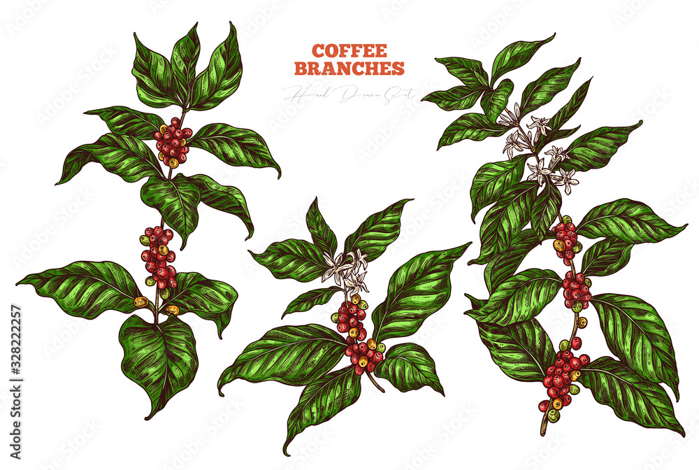 Coffee tree vector collection. Hand drawn illustration of branches with ...