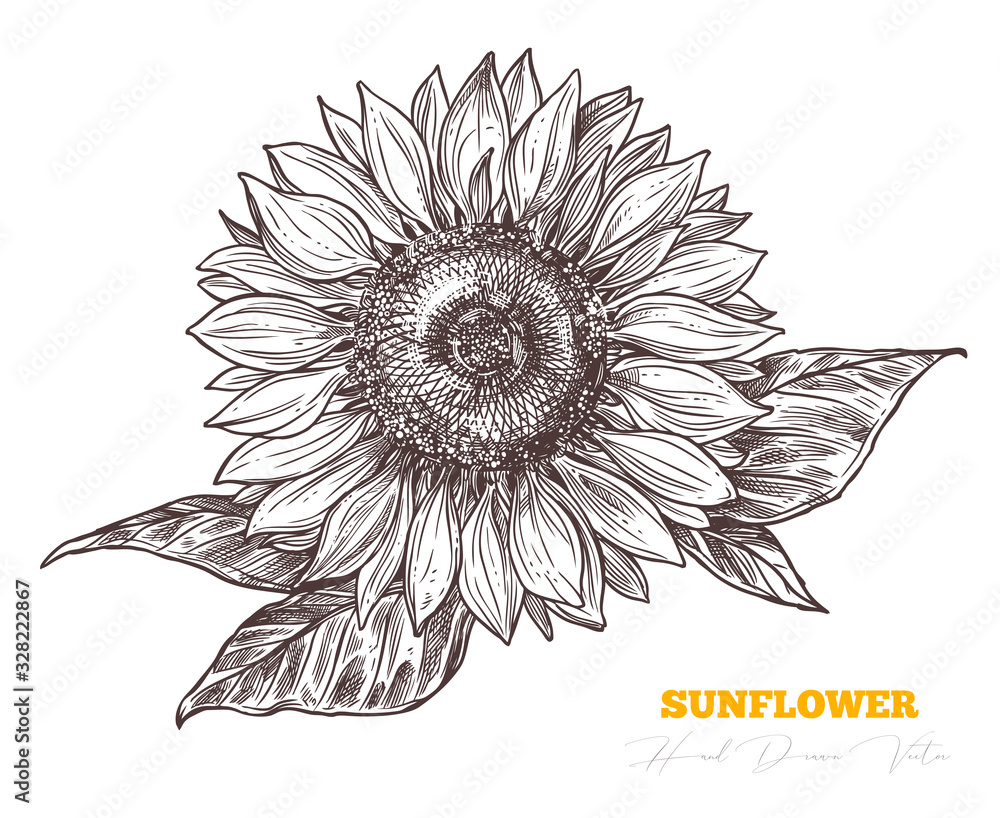 Vector sketch engraving sunflower isolated on white background. Floral ...