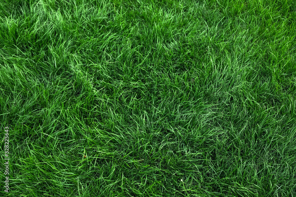 Natural green grass background, fresh lawn top view Stock Photo | Adobe ...