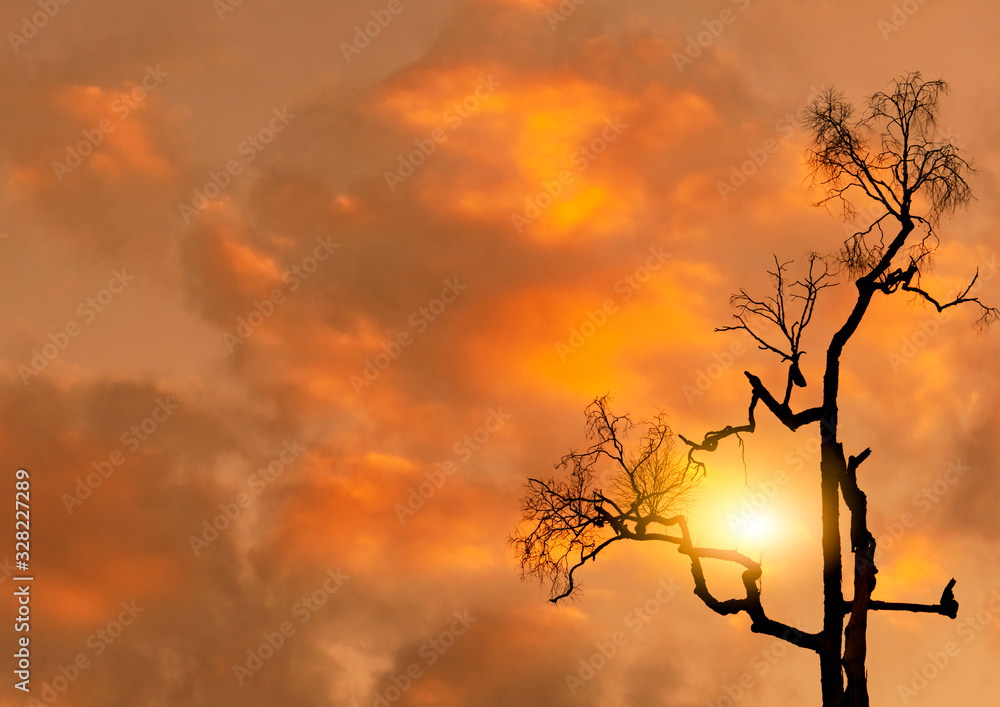 Low angle view silhouette dead tree on orange sunset sky and clouds ...