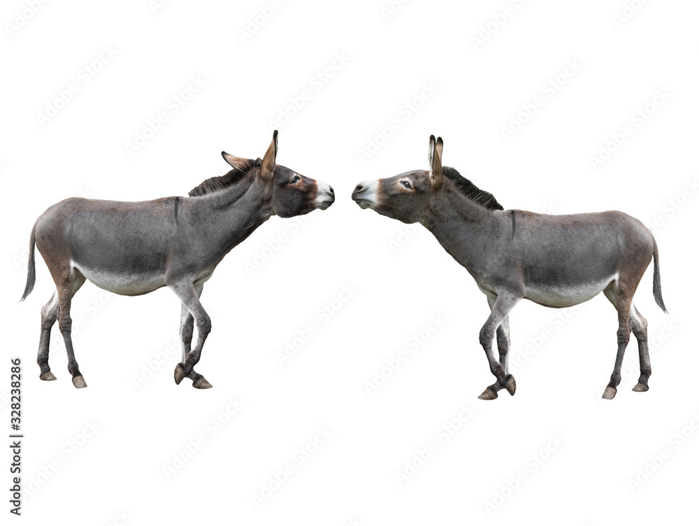 two donkey isolated on white background Stock Photo | Adobe Stock