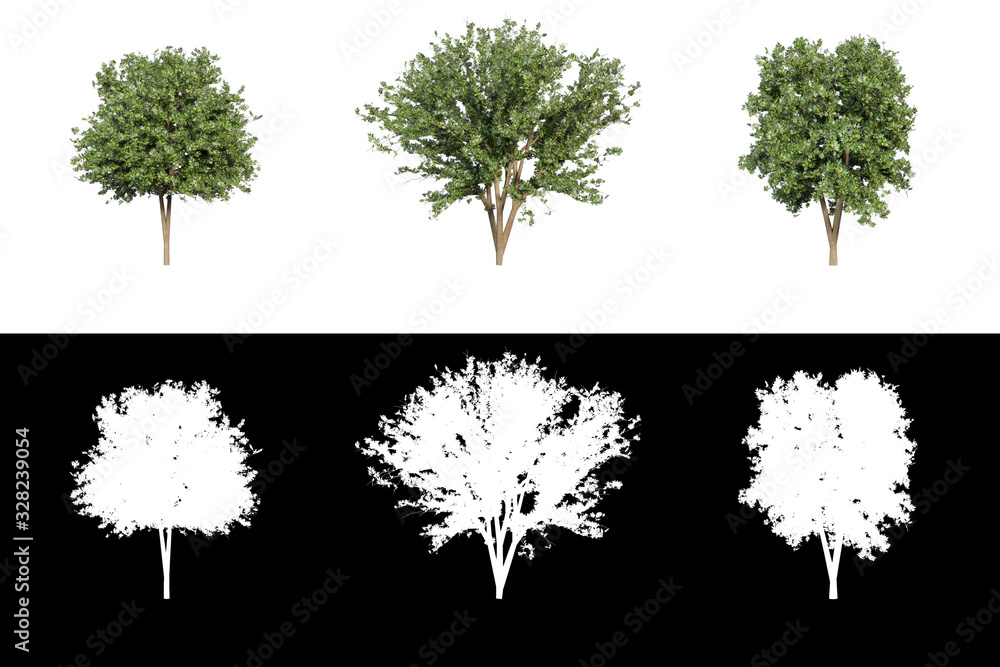 3D Rendering of tropical green leafs tree on isolated white background ...