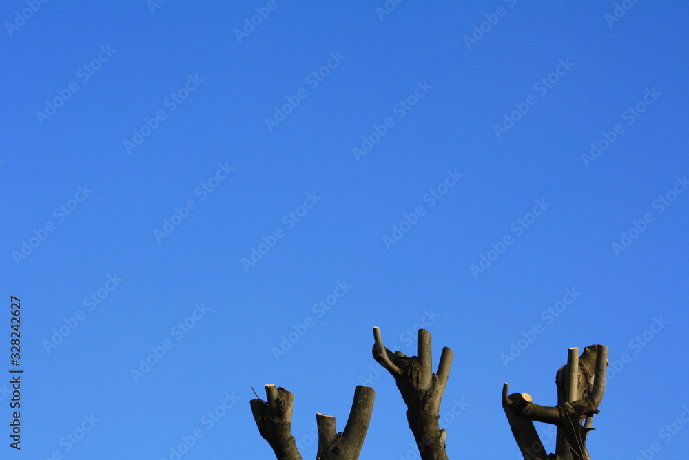 rami potati di un albero con lo sfondo del cielo azzurro Stock Photo ...