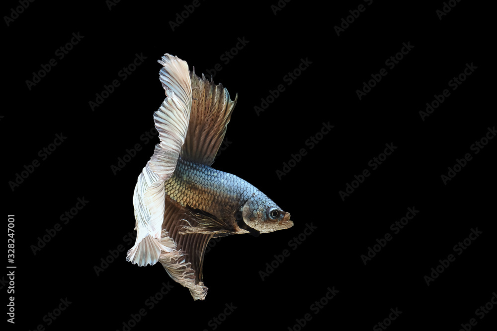 Fish opened its mouth, the fish show signs of anger. Drak green ...