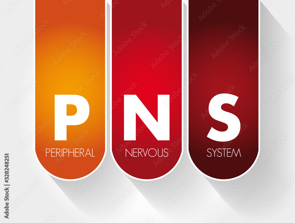 PNS - Peripheral Nervous System acronym, medical concept background ...