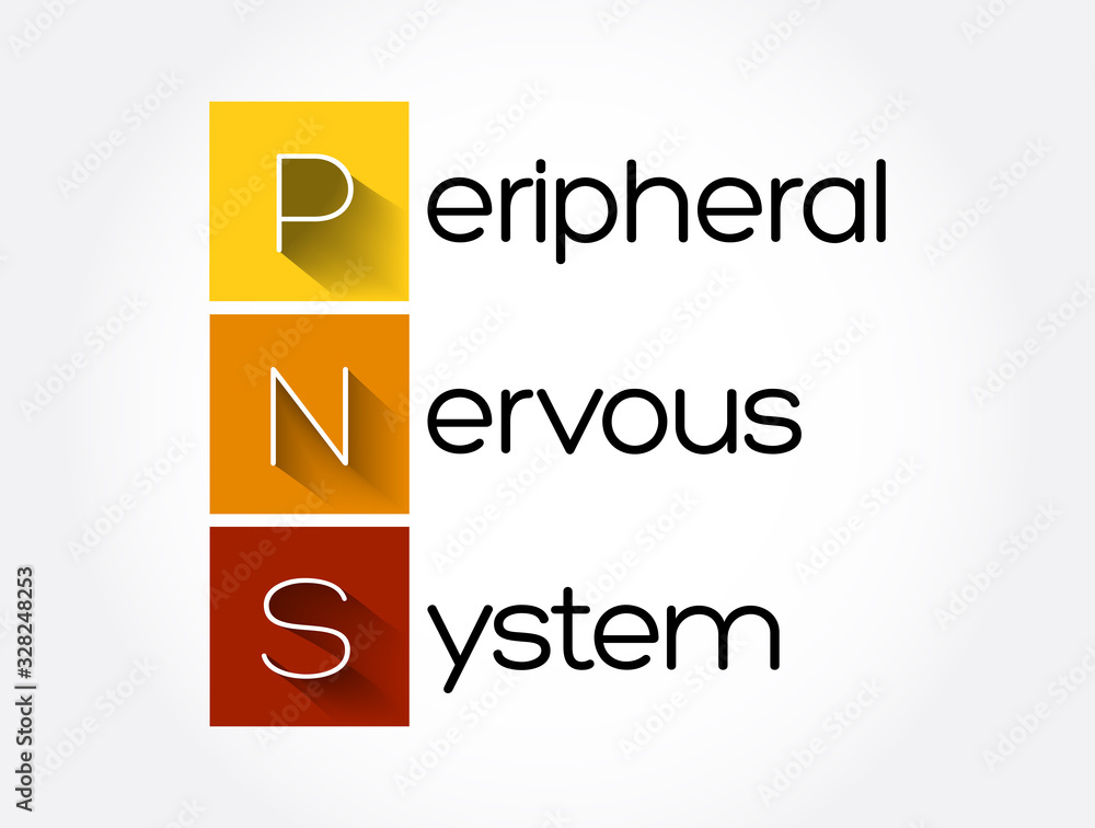 PNS - Peripheral Nervous System acronym, medical concept background ...