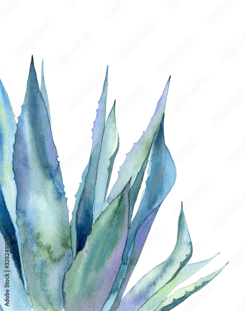 Agave leaves. Watercolour illustration isolated on white background ...