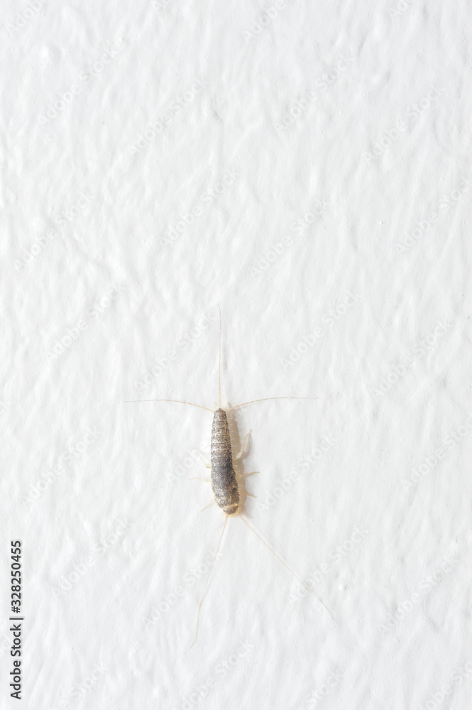 Silverfish an insect from the Lepismatidae family with long ...