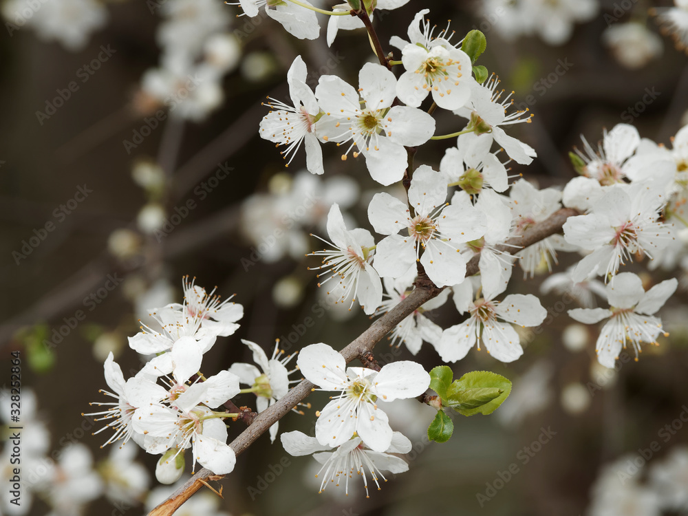 Mirabellier aux bouquets de fleurs blanches (Prunus domestica syriaca ...