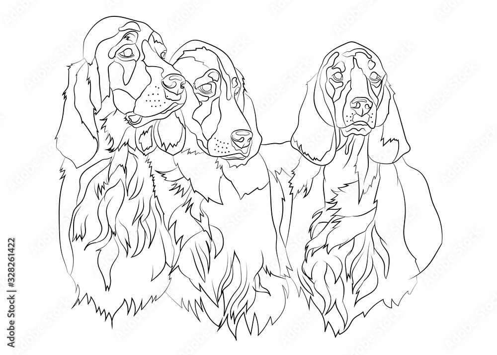 Vector illustration of Irish Setter group dogs breed. Line art. For ...