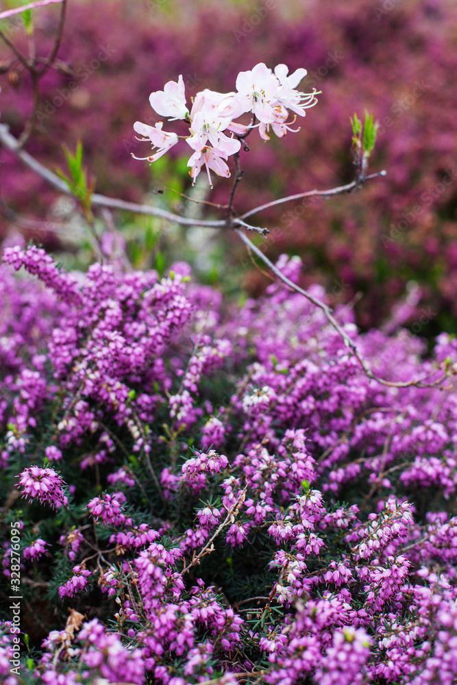 Full bloom of pink and purple bell-shaped common heather (Calluna ...