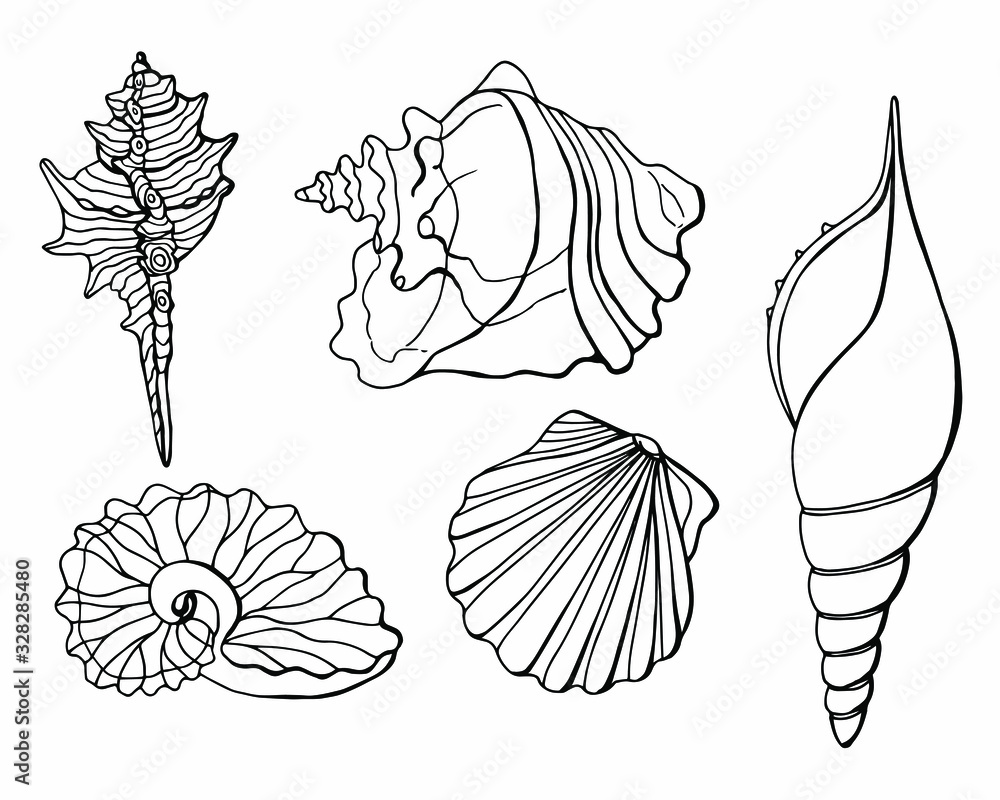Linear set of shells. Stock illustration. Line art. Isolated white ...