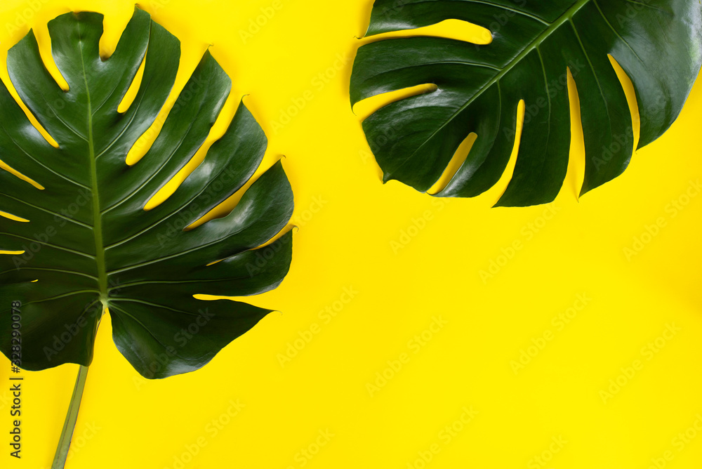 Monstera top view leaf model philodendron isolated on pastel background ...