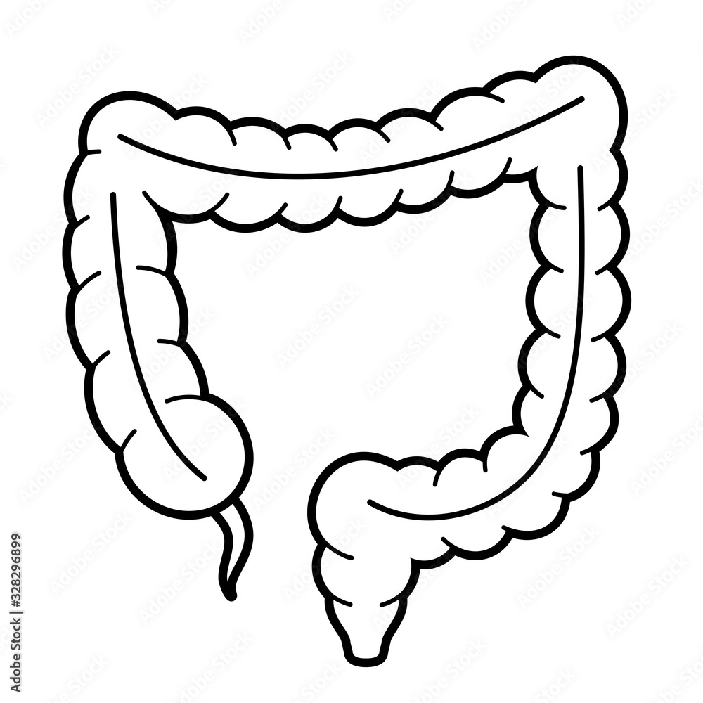 Large intestine anatomy vector icon Stock Vector | Adobe Stock