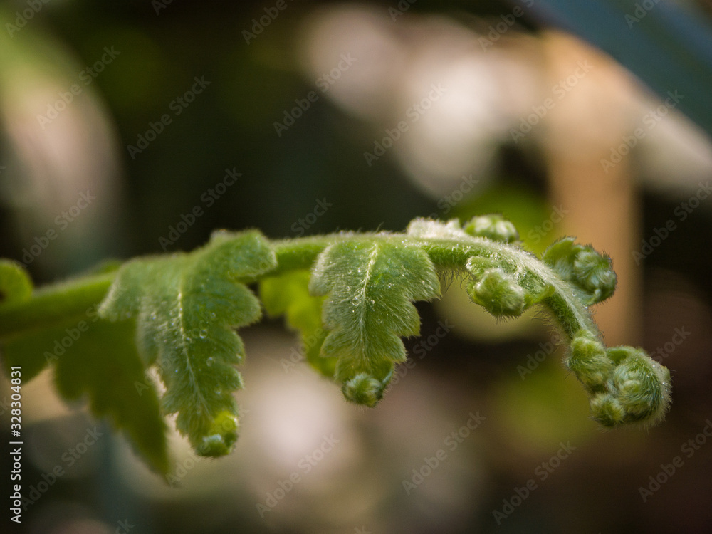 Fougère arborescent (Cyathea glaça) dans les hauts de La Réunion. Stock ...