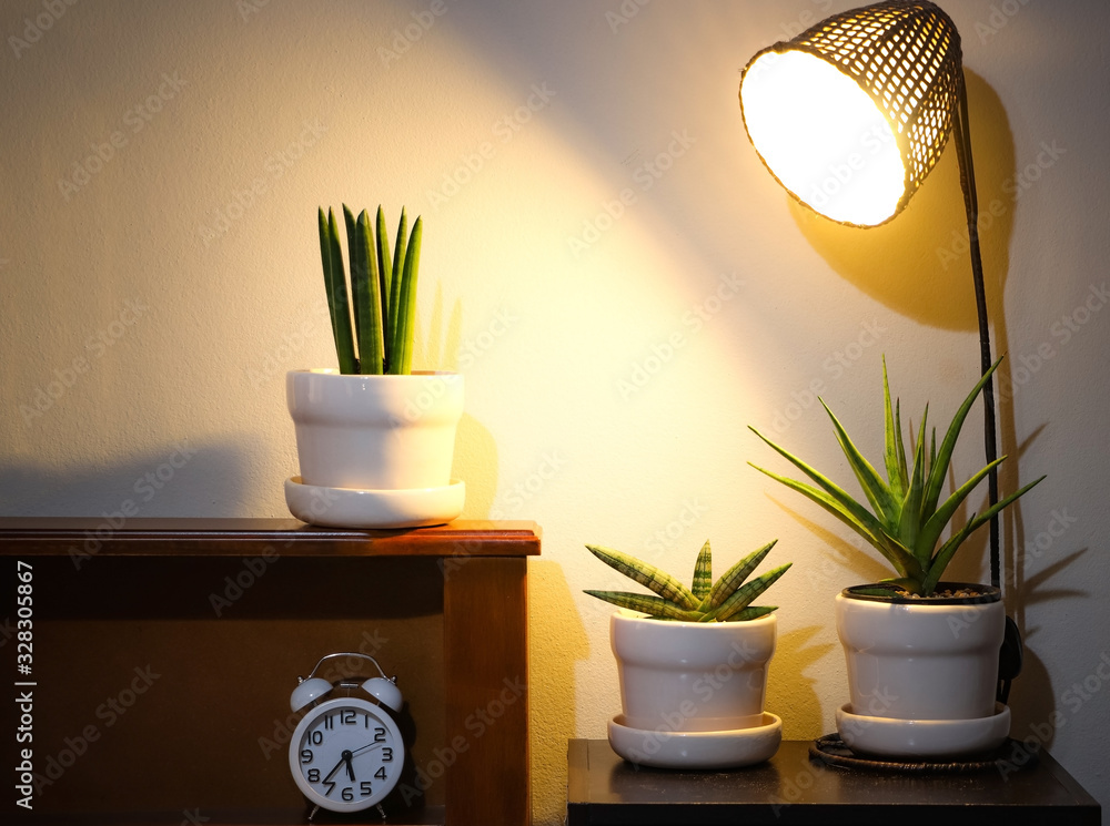 plant pots of Sansevieria plant or snake plant on night table with lamp ...