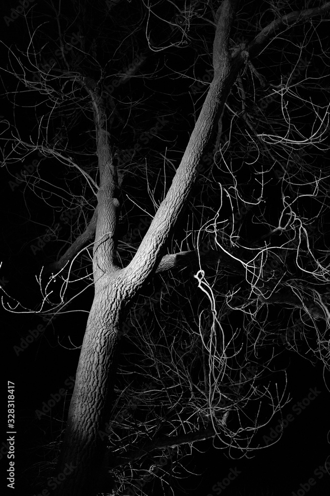 Bare deciduous tree with curved branches during night - sky is black ...