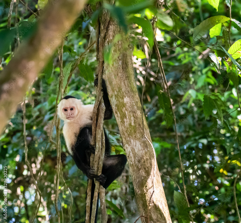 Jungle Monkey Hanging